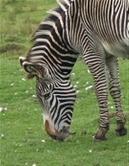 Carnivorous Definition