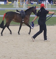 Equine Behaviour open learning | Horse Training online courses